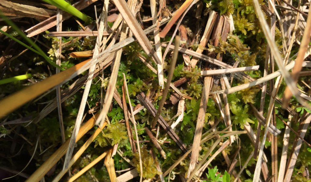 Una rarissima orchidea appare nel Parco del Mincio - Prima Mantova