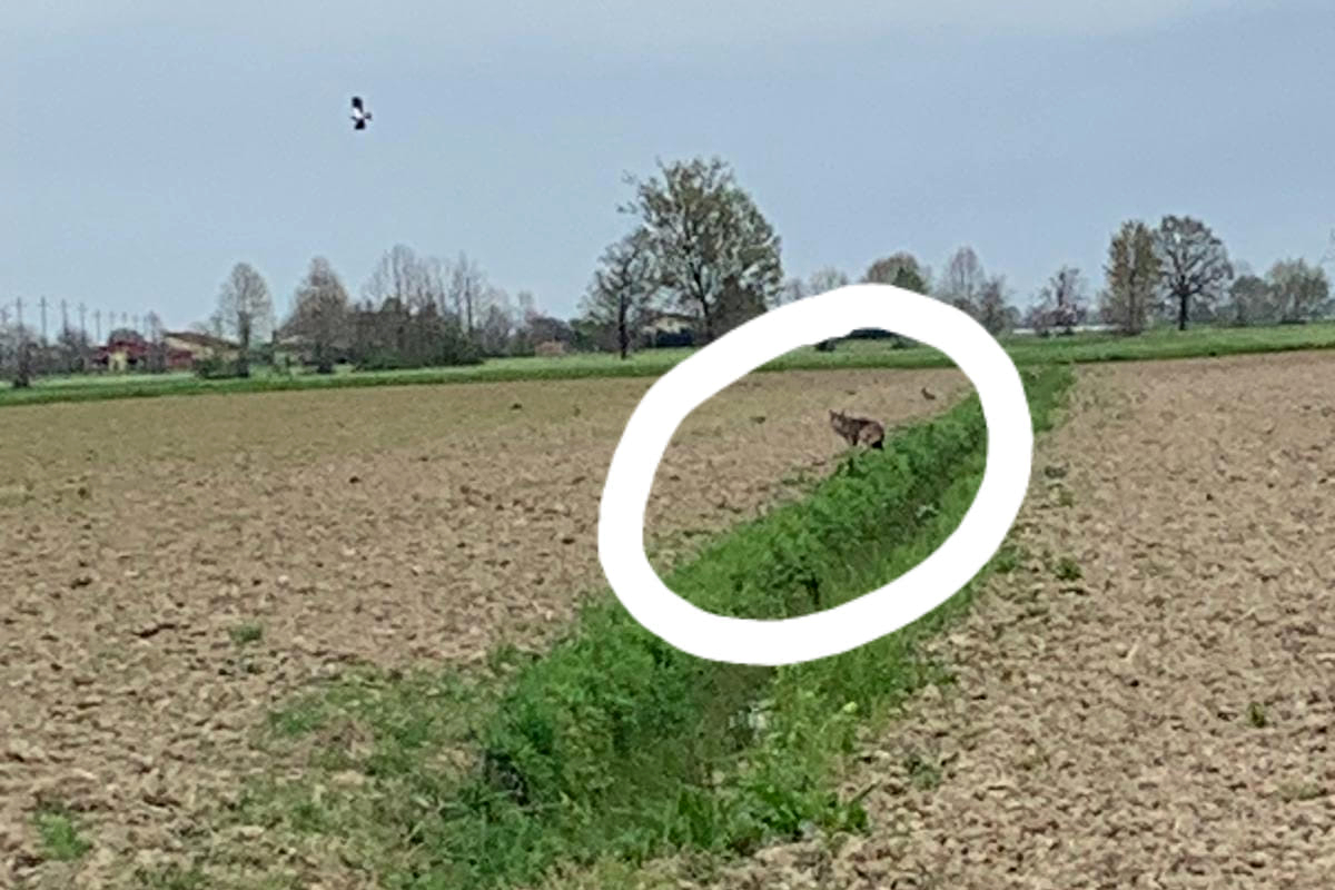Cane lupo o lupo cecoslovacco? L'avvisamento nelle campagne di Rodigo ...